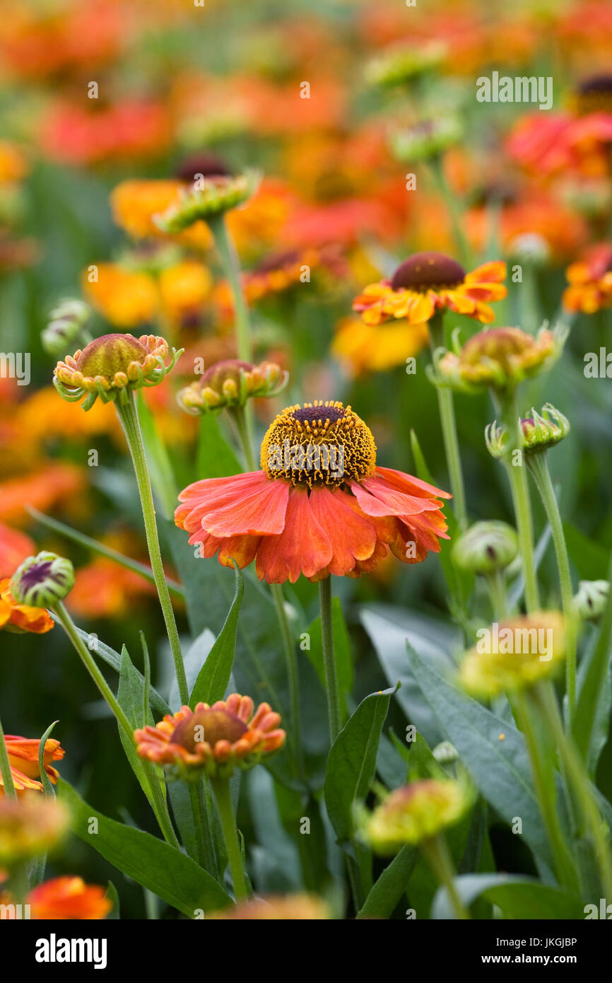 Heleniums flowering in Summer Stock Photo - Alamy