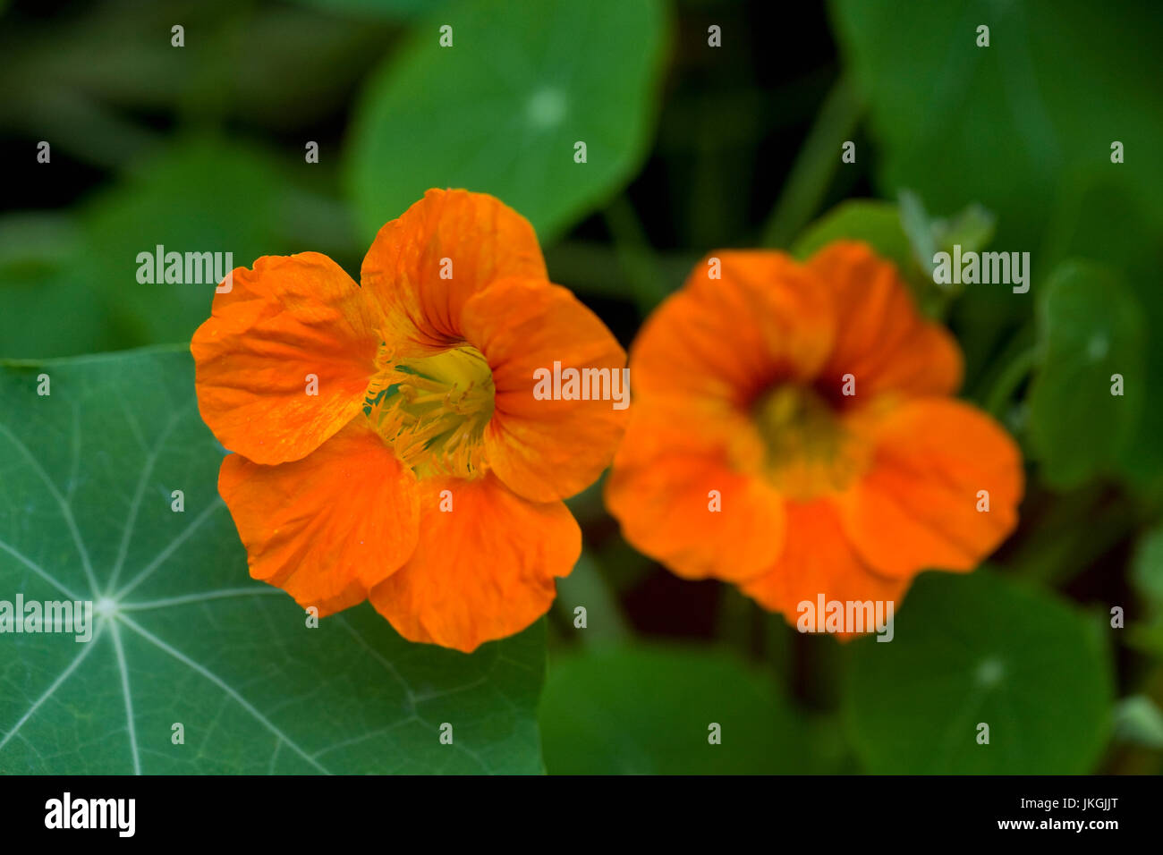 Nasturtium tropaeolum nasturtiums close up hi-res stock photography and ...