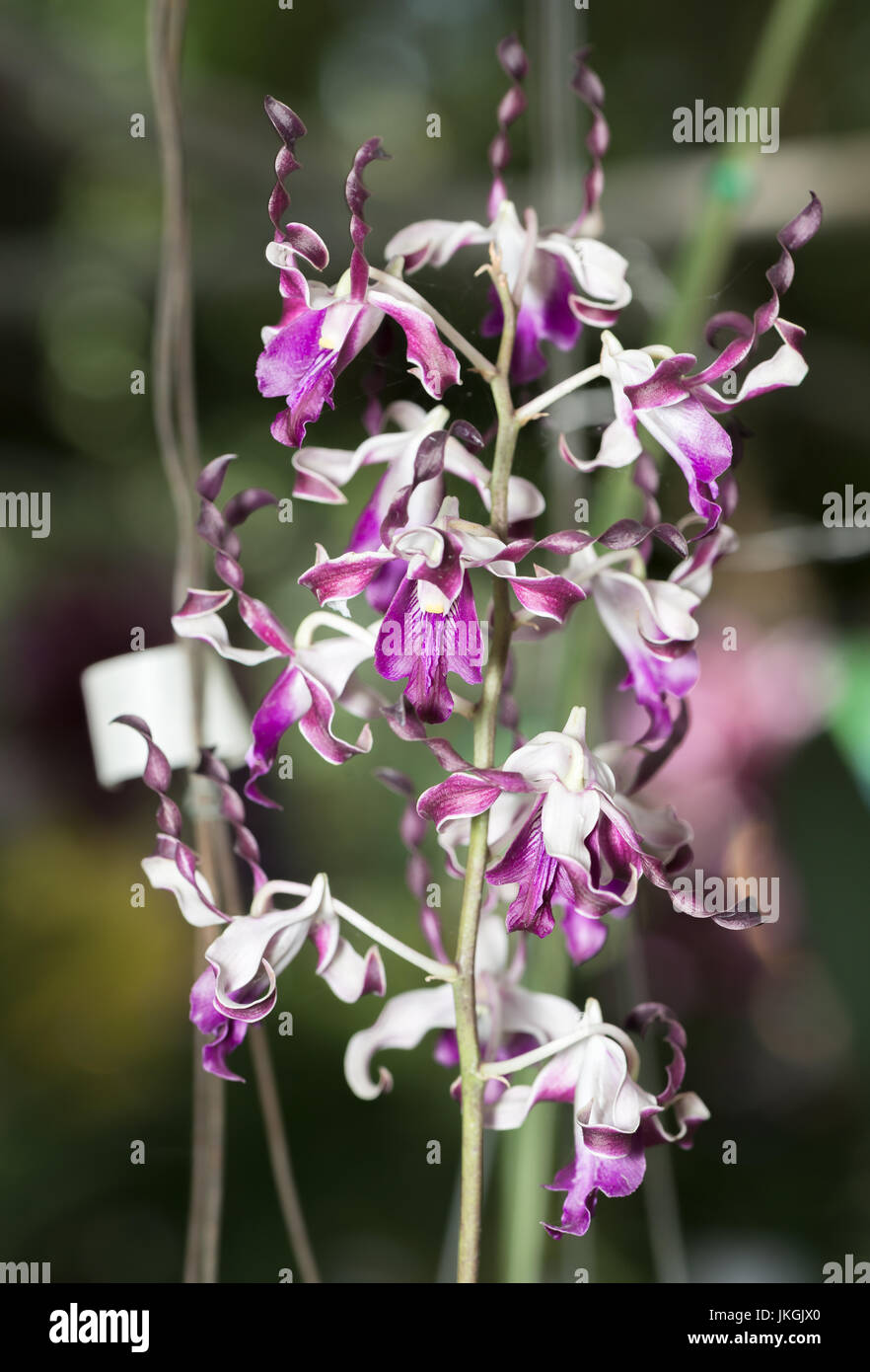 Dendrobium sulawesi hi-res stock photography and images - Alamy