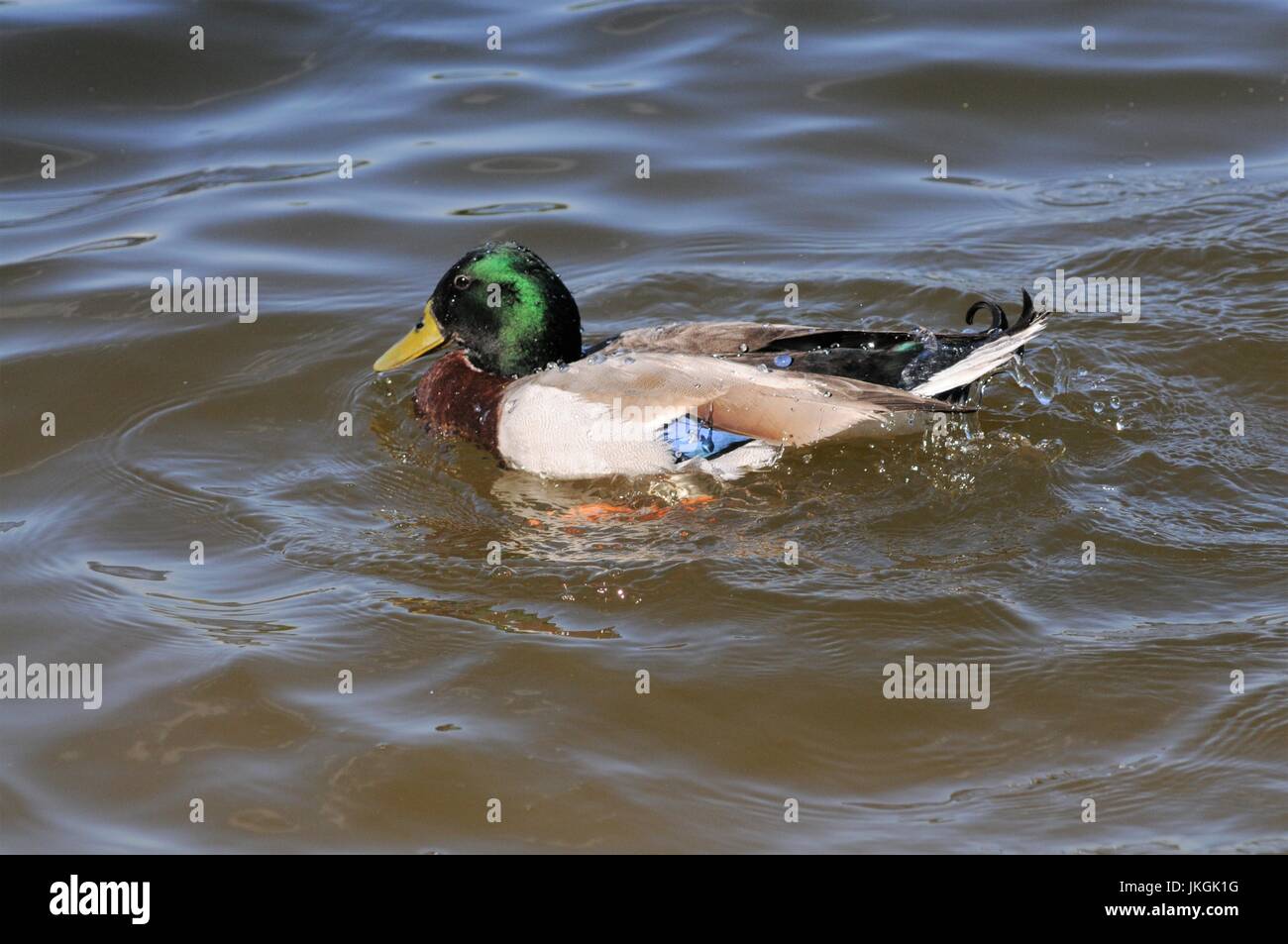 Racing through water hi-res stock photography and images - Alamy