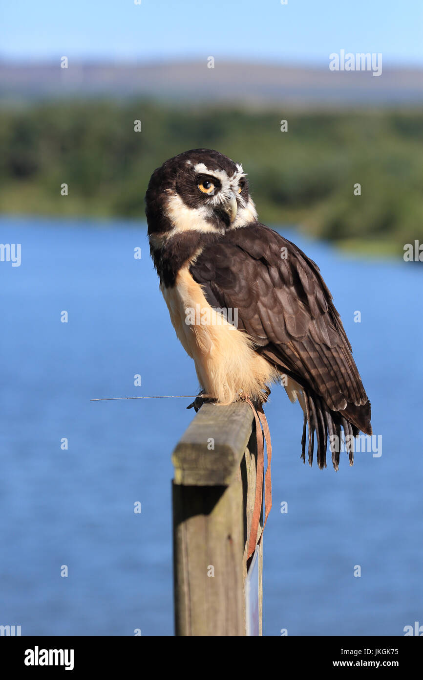 Spectacled Owl Flying