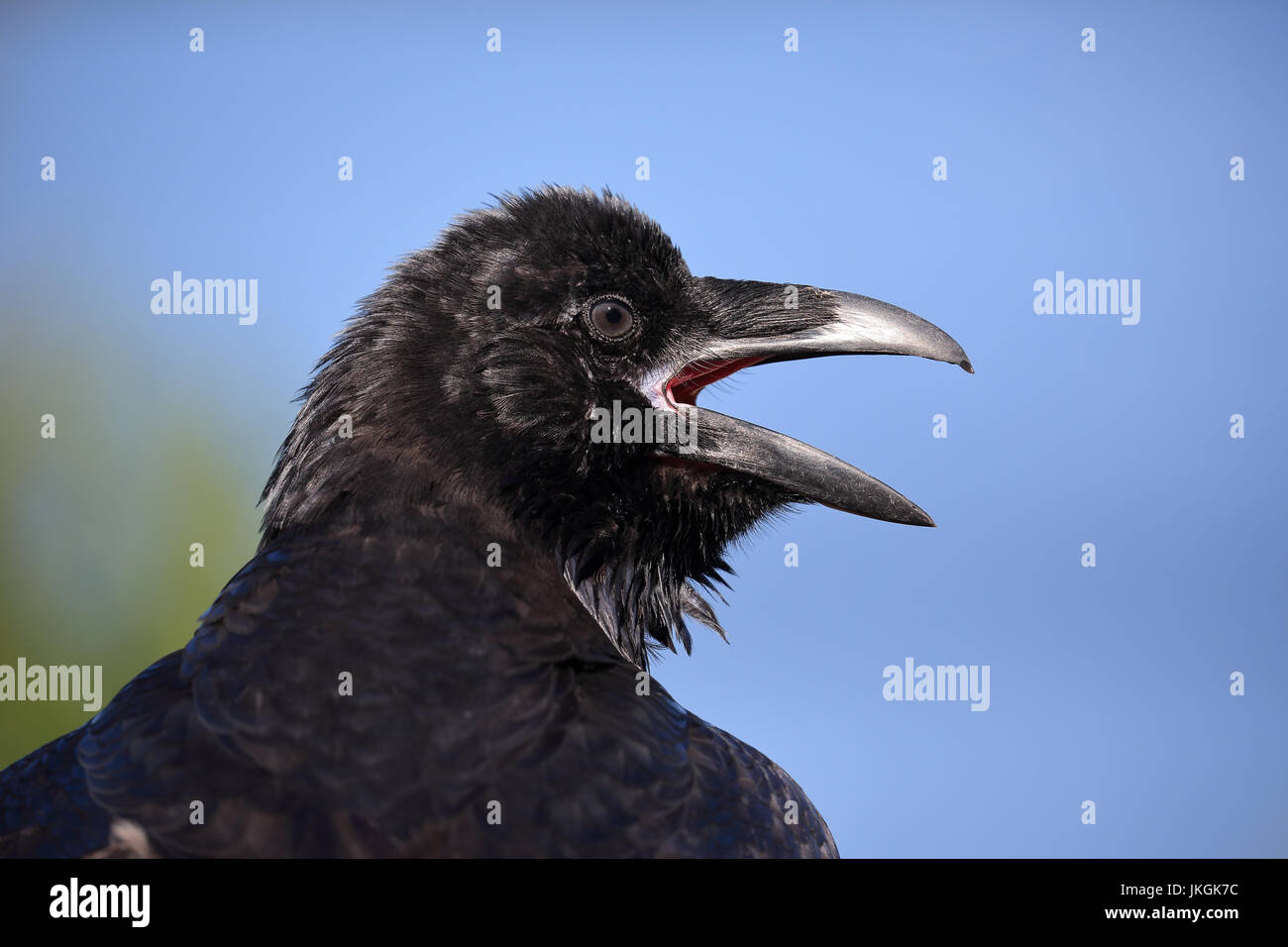 Thick billed raven hi-res stock photography and images - Alamy