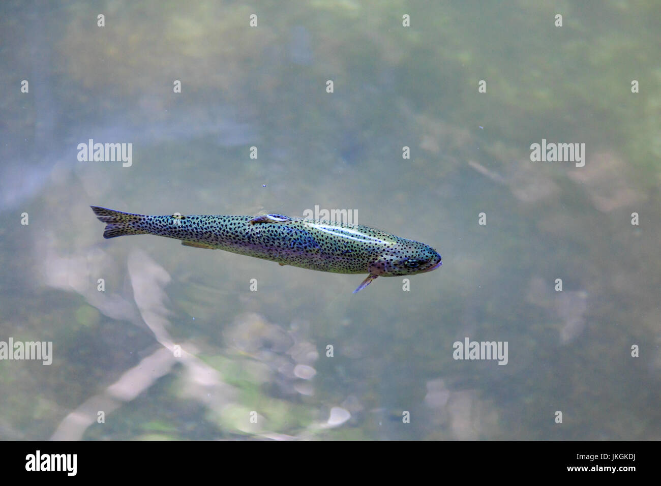 Trout fish swimming in the river Stock Photo - Alamy