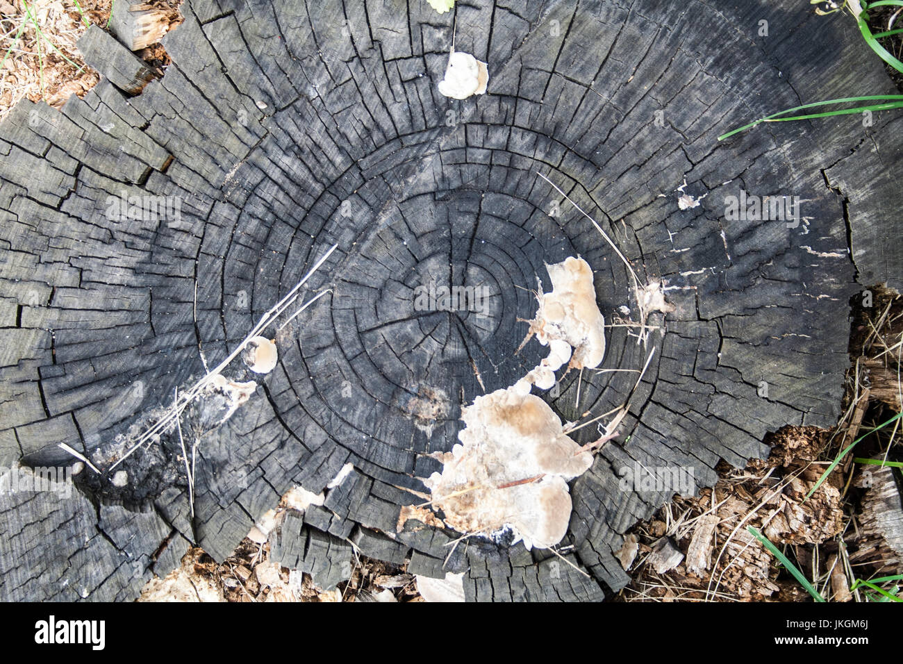 Old gray decayed stump. background, texture, nature Stock Photo - Alamy