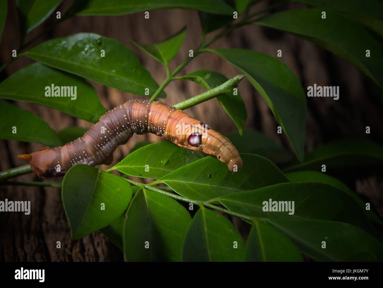 Fragile worm hi-res stock photography and images - Alamy