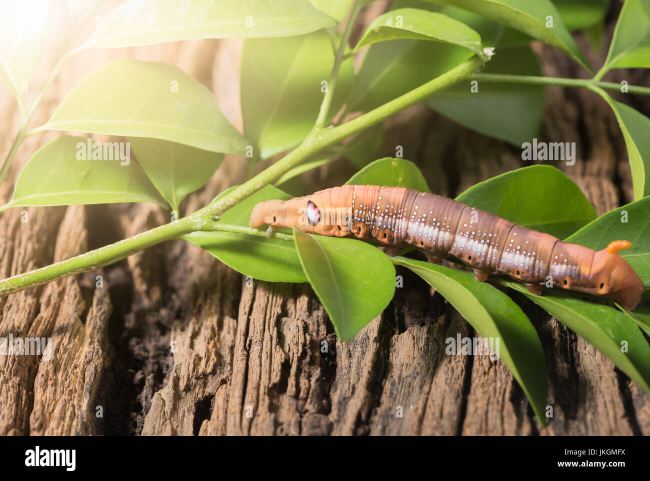 Colored caterpillar or Brown worm, Daphnis nerii eating leaf on wood ...