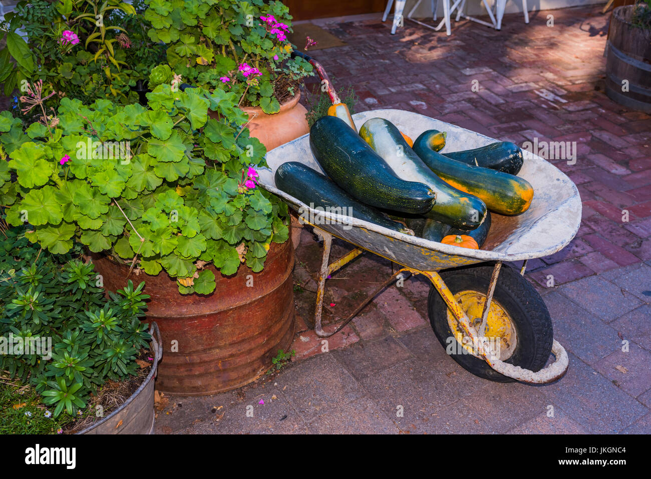 Squash in a wheelbarrow outside a shop in Hahndorf,South Australia ...