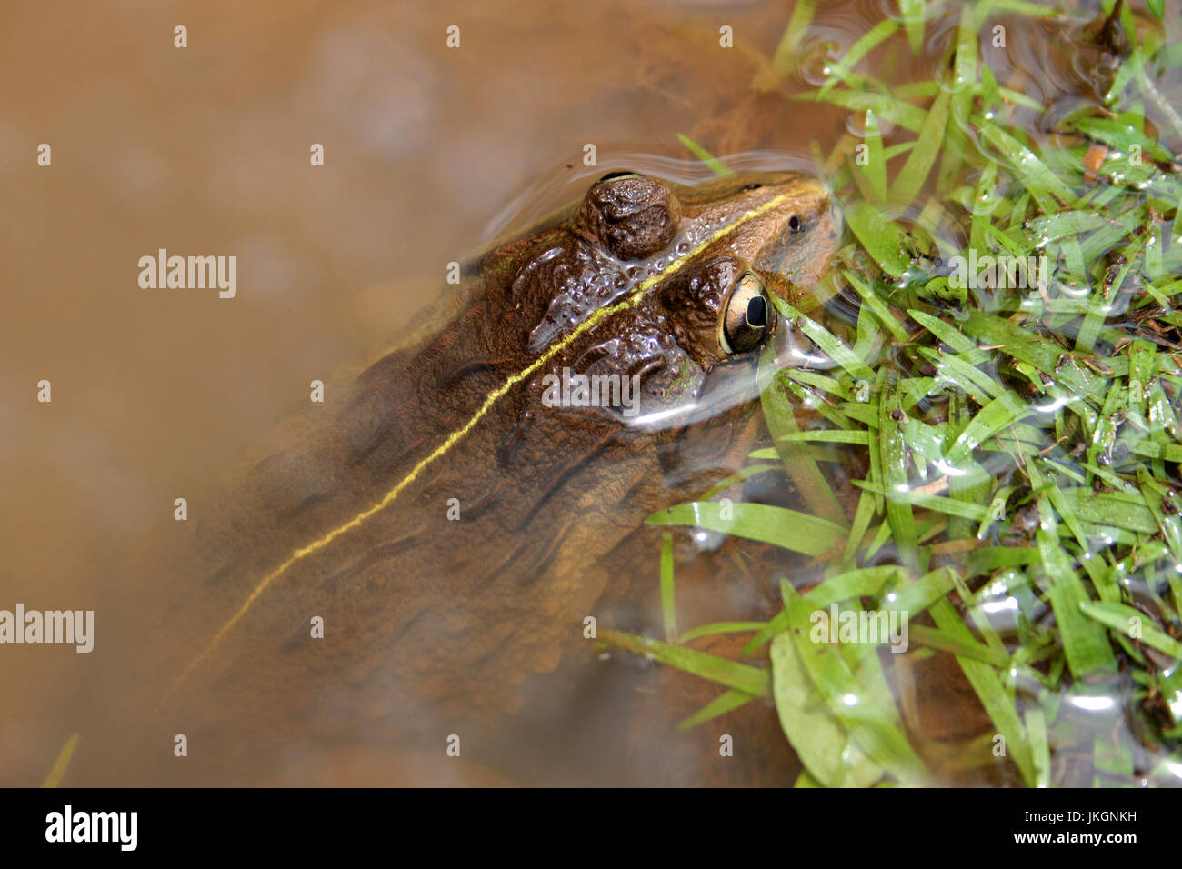 Indian bullfrog with golden eyes lurking in the pond Stock Photo - Alamy