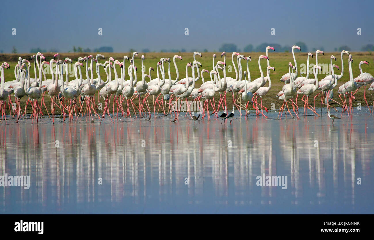 Greater flamingo migration hi-res stock photography and images - Alamy