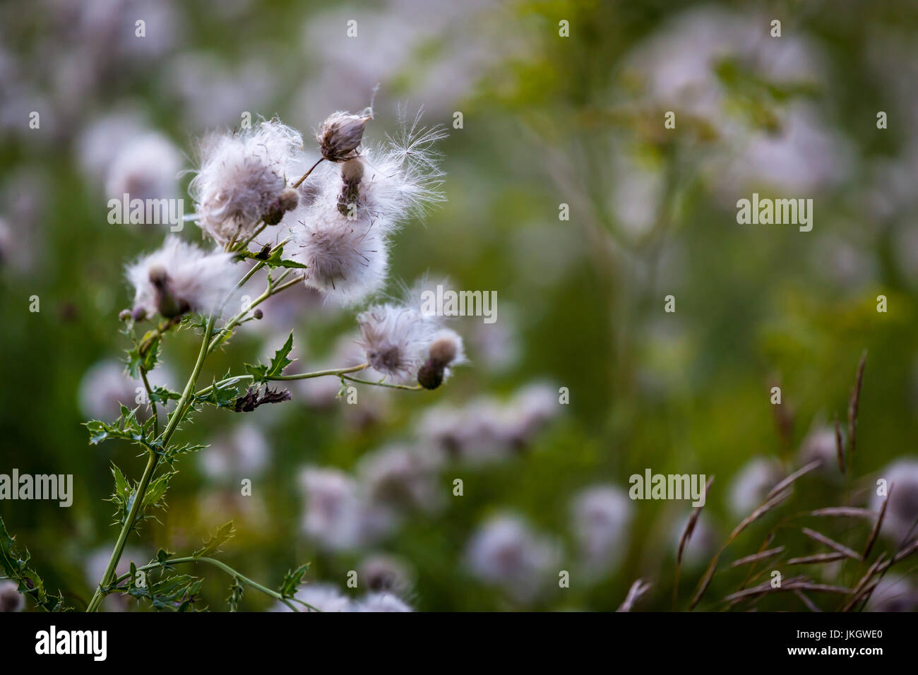 Burdocks hi-res stock photography and images - Alamy
