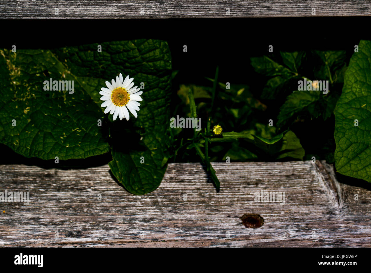 Daisy on Park Bench Stock Photo - Alamy