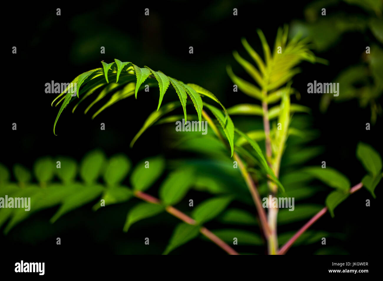 Green Fern-Line Leave Stock Photo - Alamy