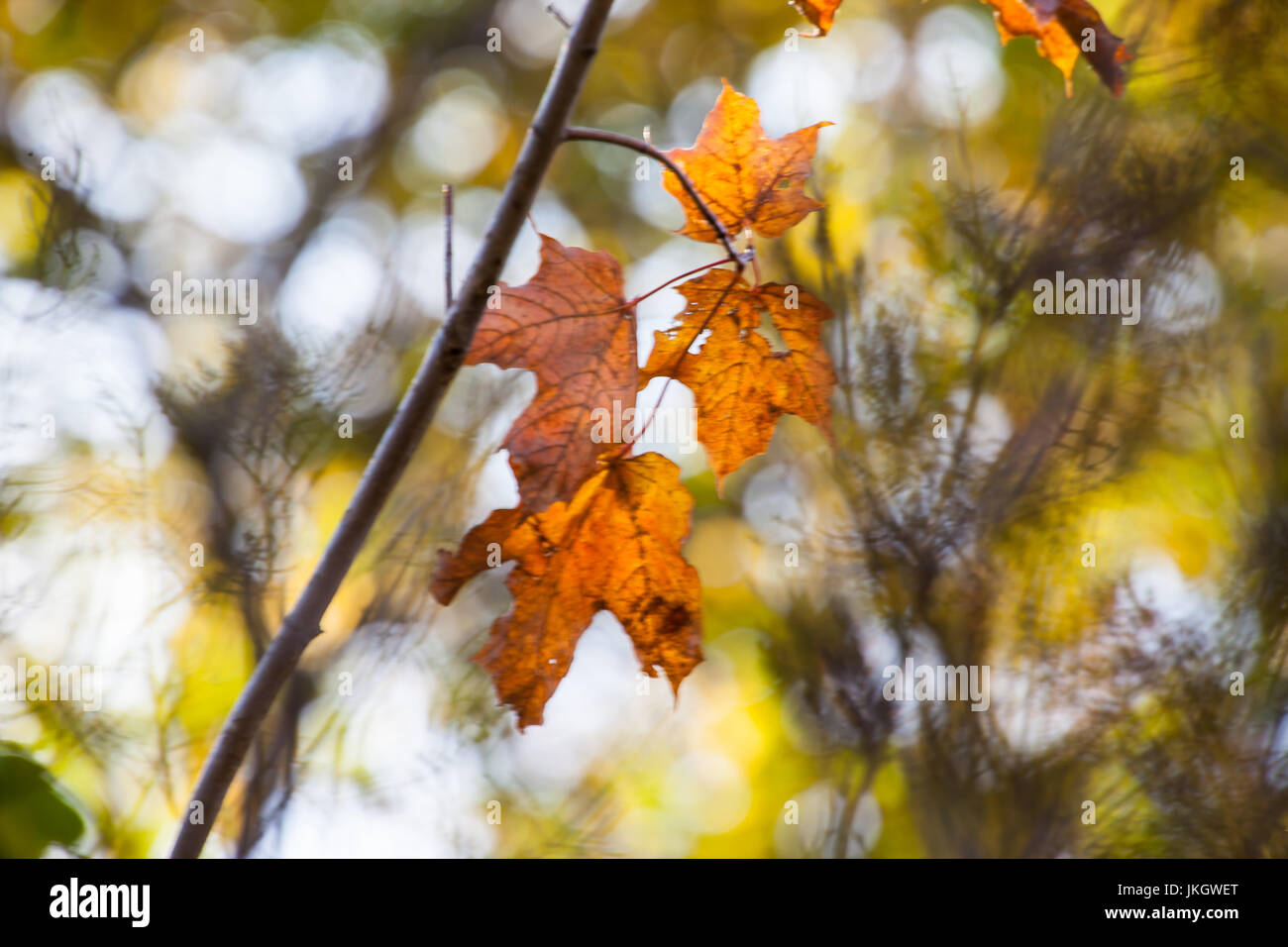 Autumn Leaves with Faded Background Stock Photo - Alamy