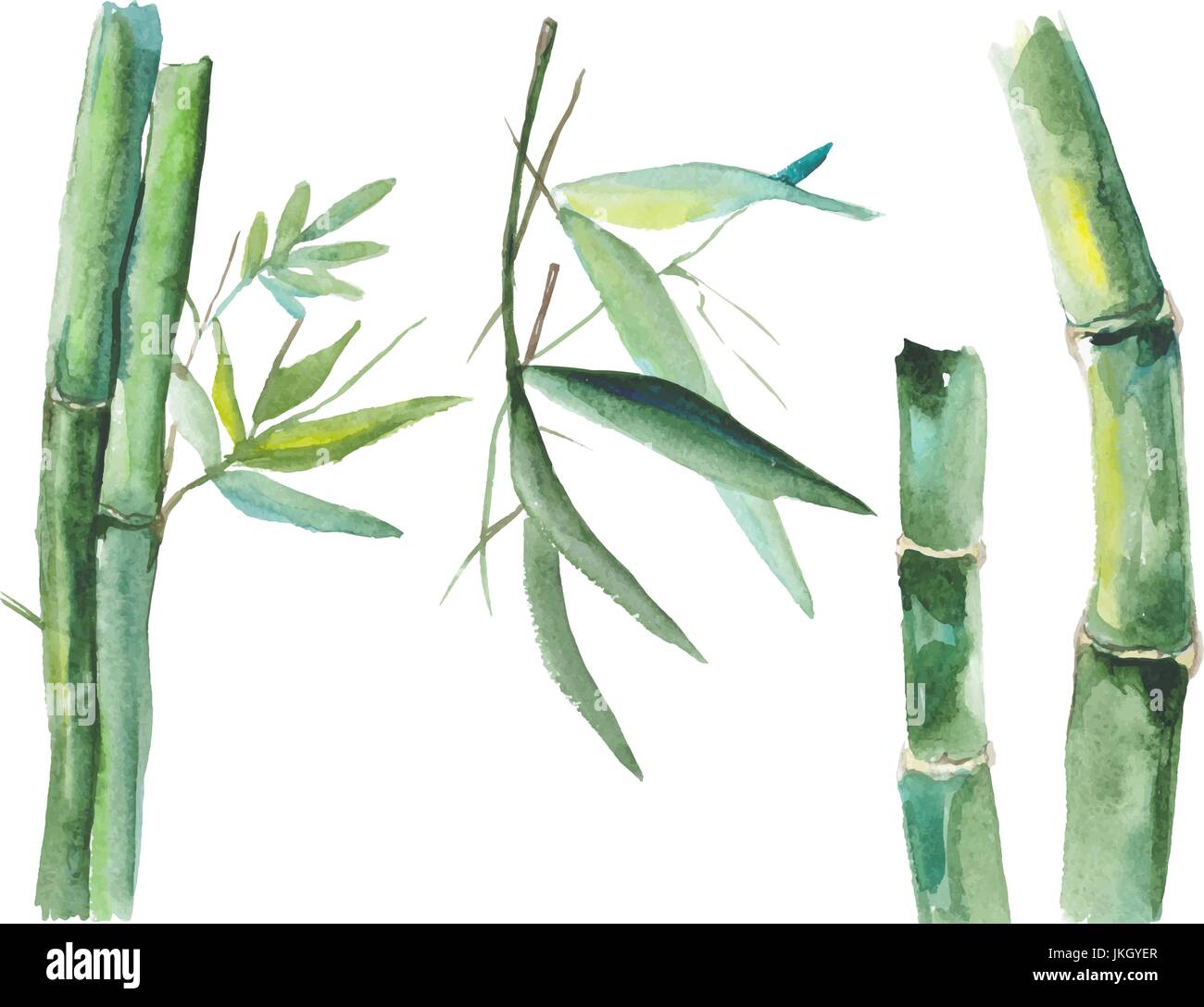 Watercolor bamboo illustration Stock Vector Image & Art - Alamy