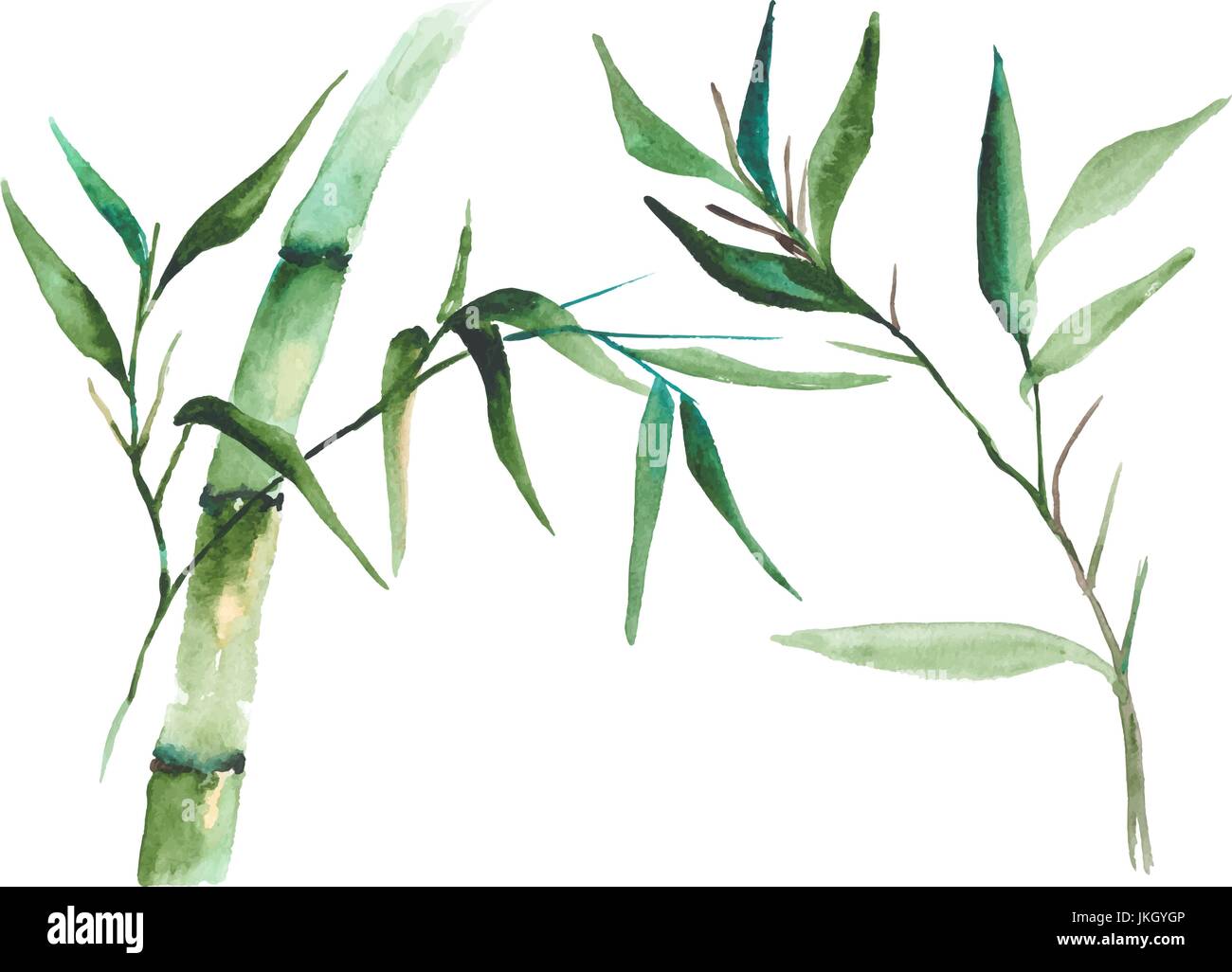Watercolor bamboo illustration Stock Vector Image & Art - Alamy