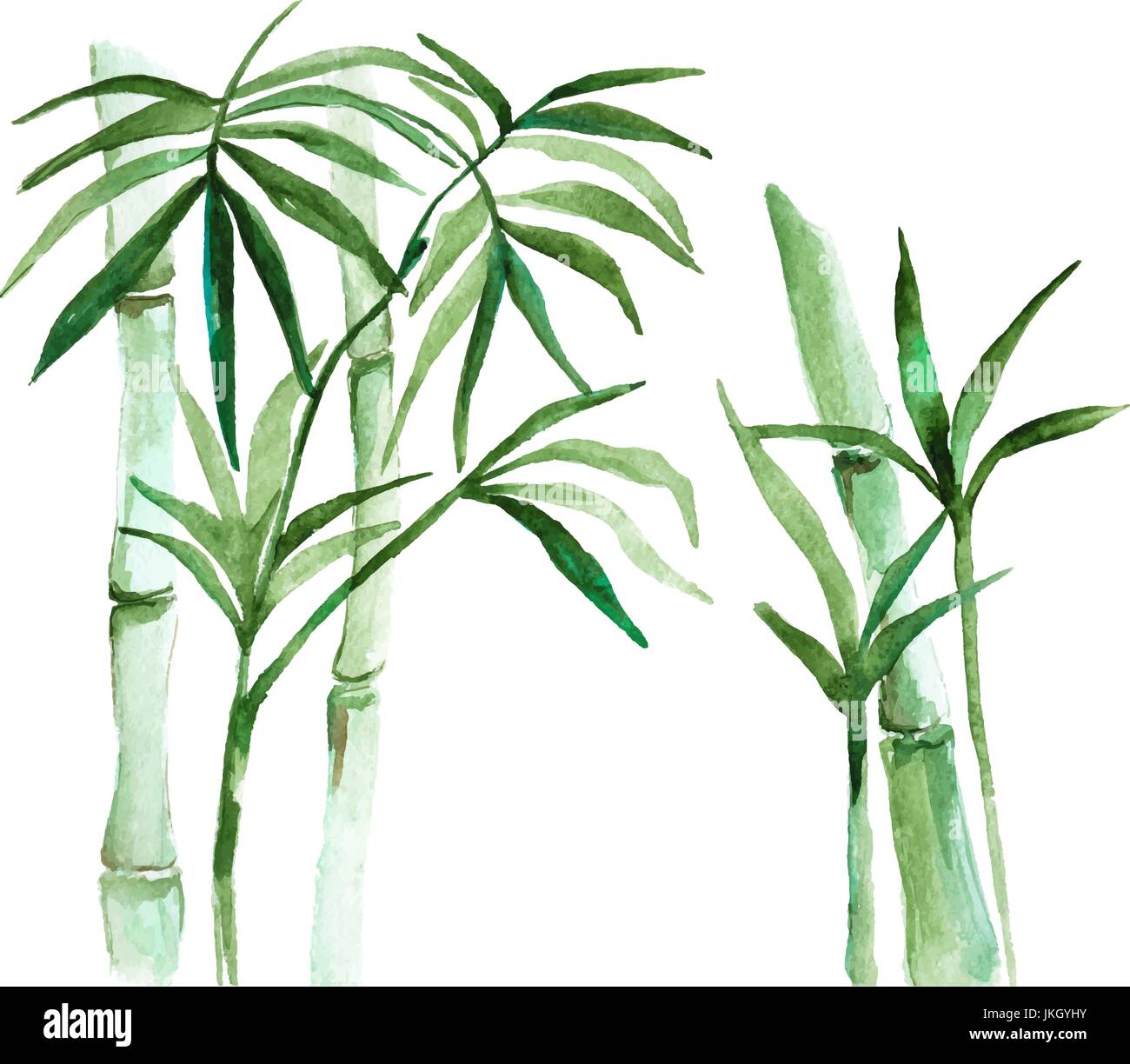 Watercolor bamboo illustration Stock Vector Image & Art - Alamy