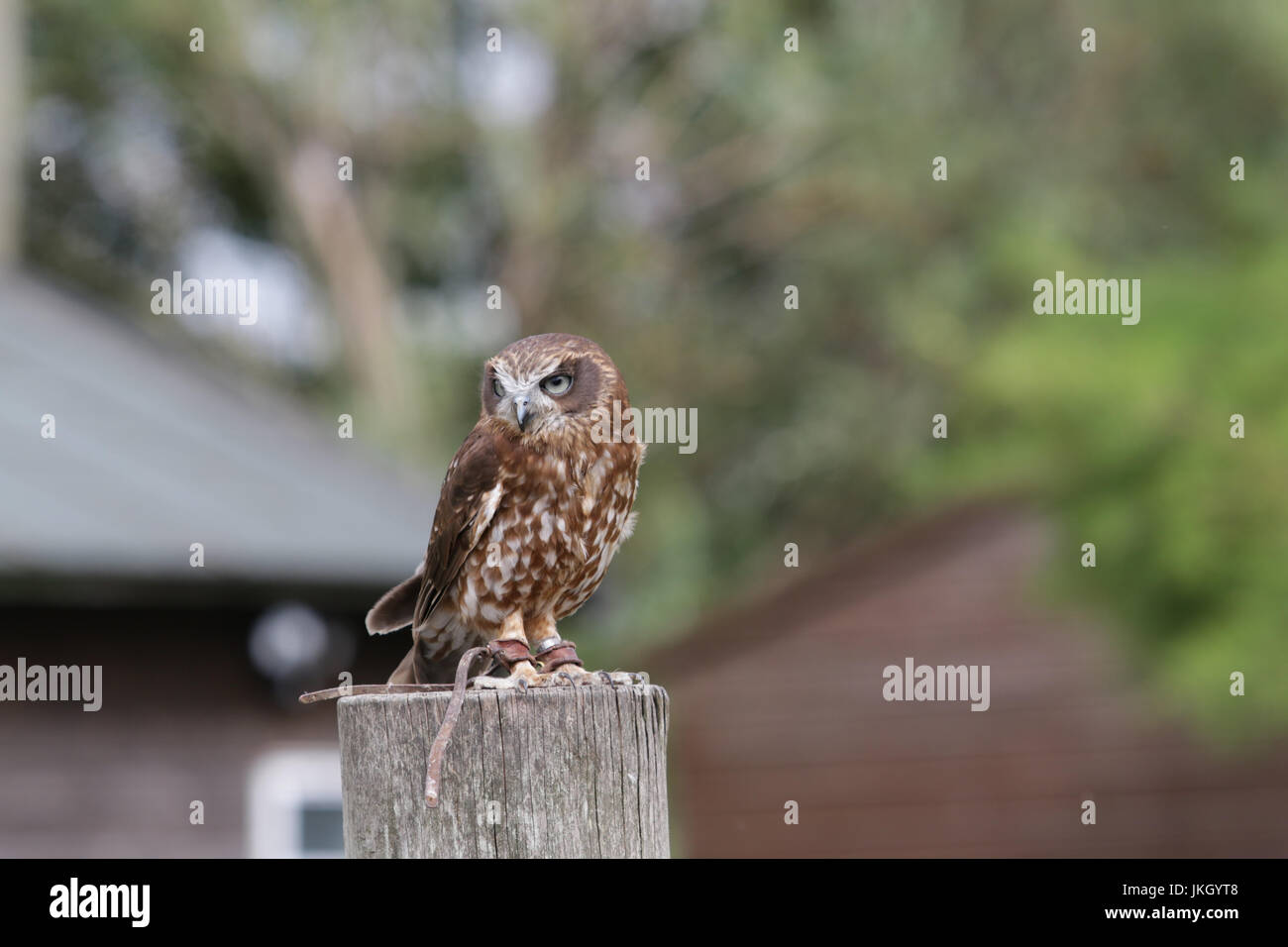 Southern boobook or morepork owl Stock Photo - Alamy