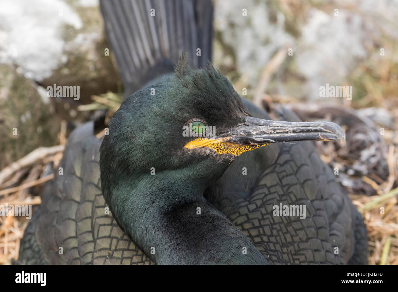 European Shag on nest Stock Photo - Alamy