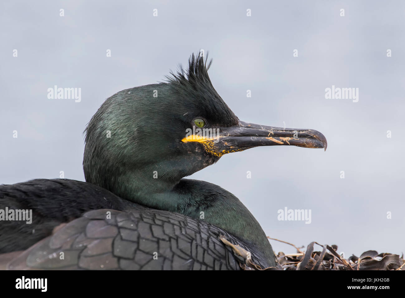 Shag on nest hi-res stock photography and images - Alamy
