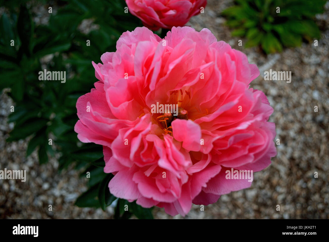 Peony daisy hi-res stock photography and images - Alamy