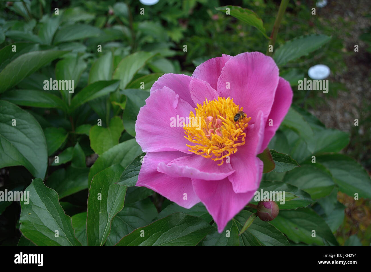 Cosmos petal hi-res stock photography and images - Alamy