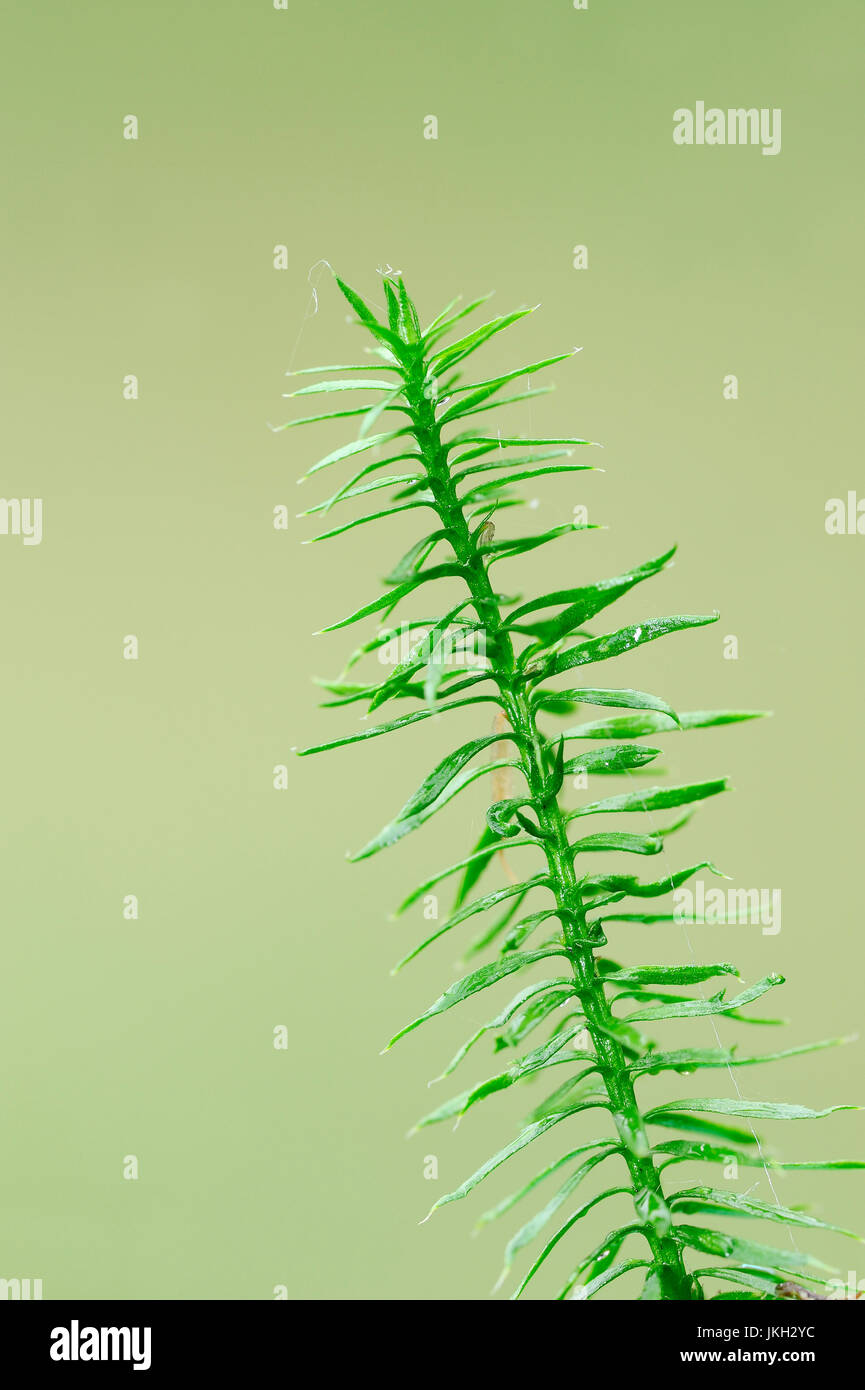 Ground pine hi-res stock photography and images - Alamy