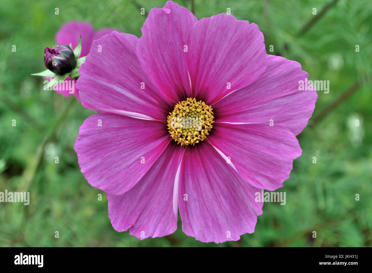 Cosmos petal hi-res stock photography and images - Alamy