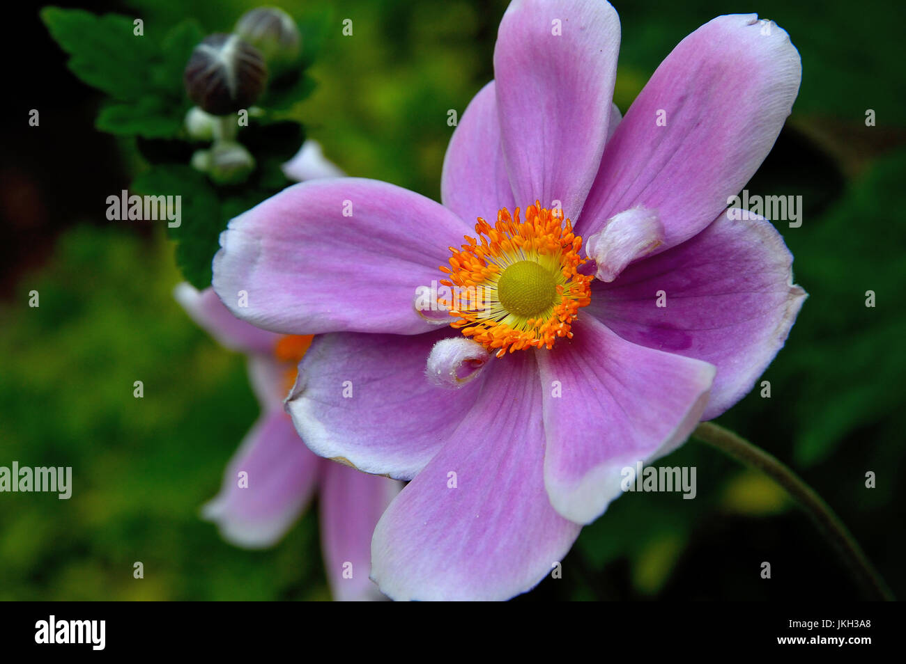Cosmos petals hi-res stock photography and images - Alamy