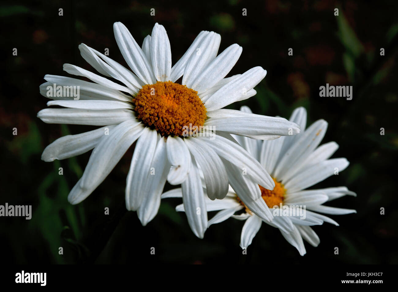 White paris daisy hi-res stock photography and images - Alamy