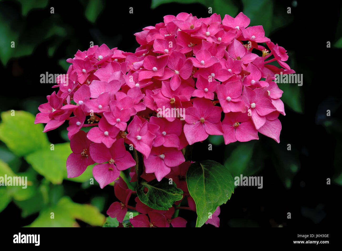 Flowering hydrangea tree hi-res stock photography and images - Alamy