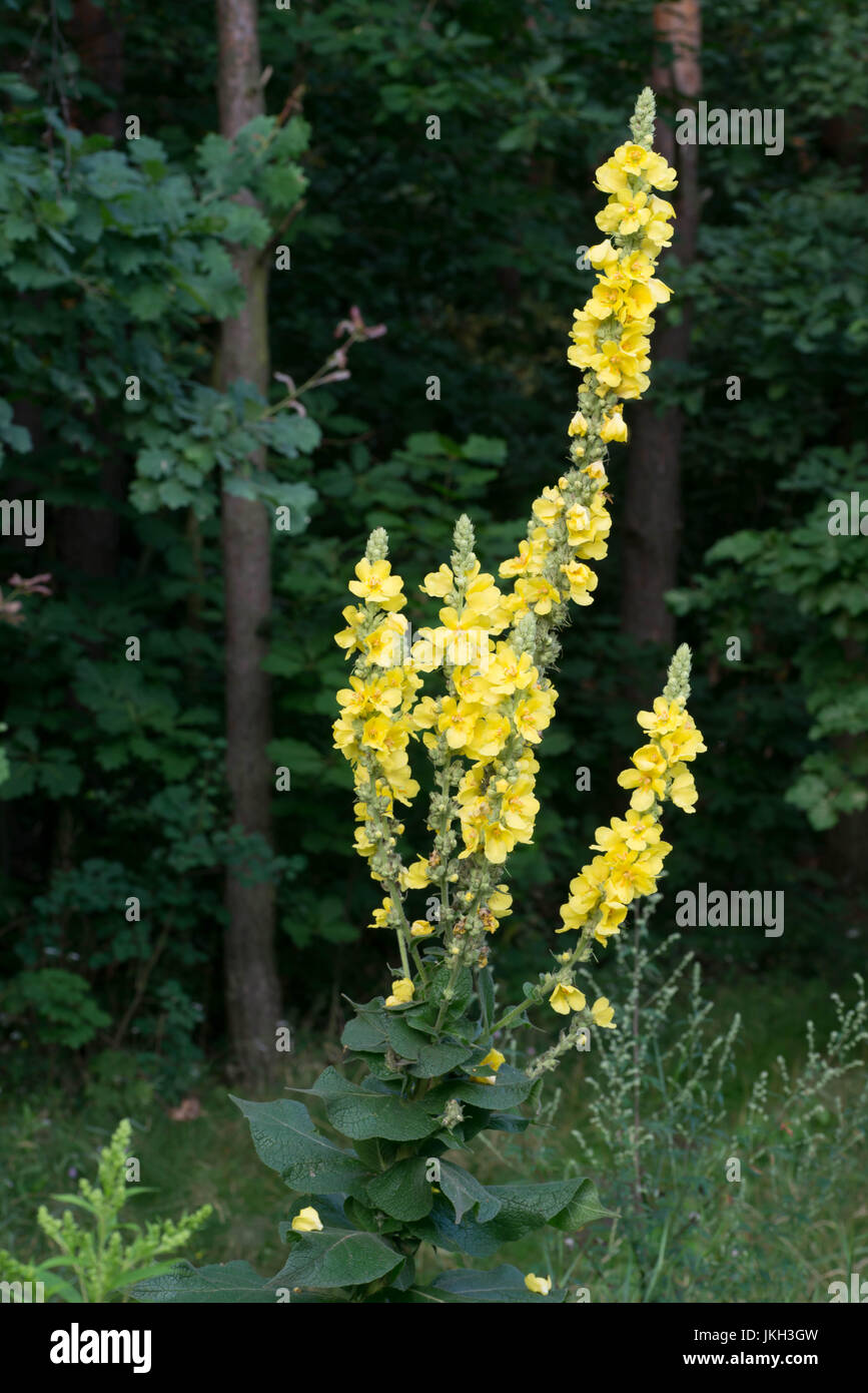 Beautiful mullein hi-res stock photography and images - Alamy