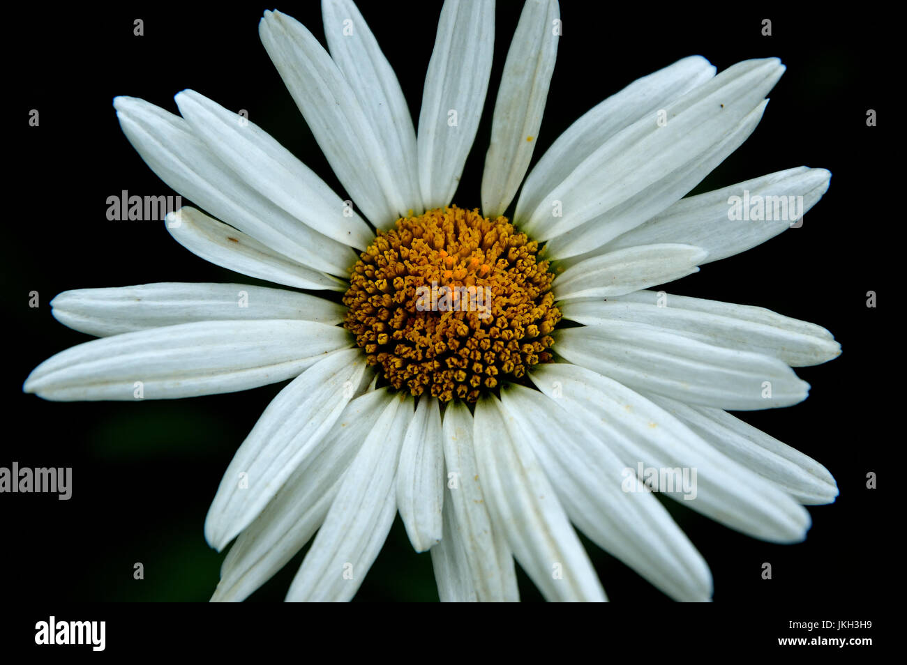 Daisy de hi-res stock photography and images - Alamy
