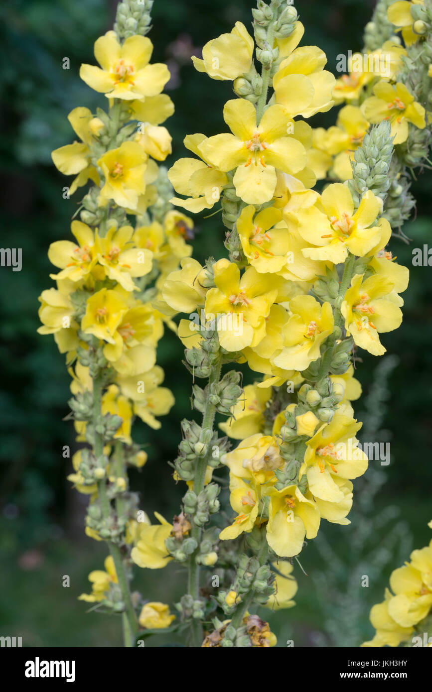 Beautiful mullein hi-res stock photography and images - Alamy