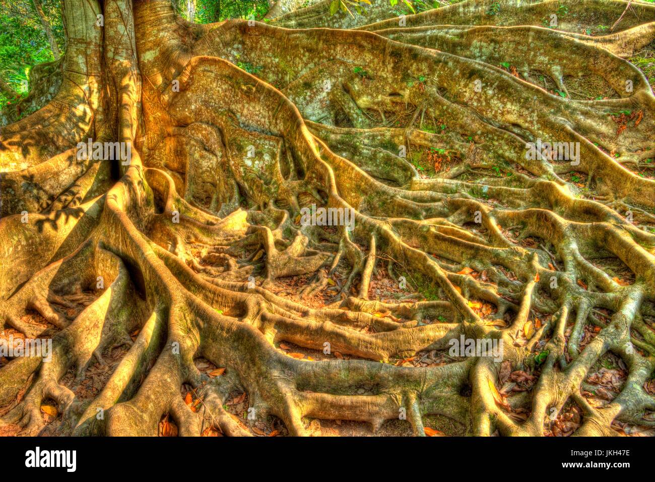 Ancient Tree, Ubud, Bali Stock Photo - Alamy