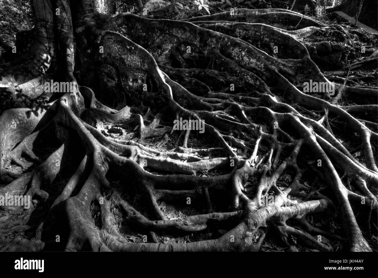 Ancient Tree, Ubud, Bali Stock Photo - Alamy