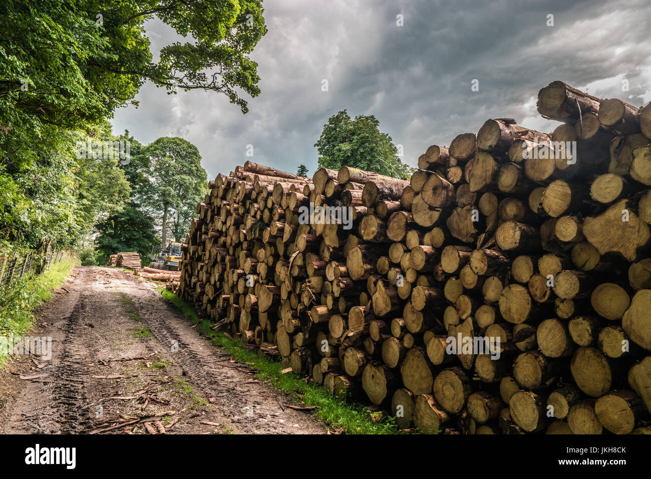 Freshly cut pile of logs by a forest with stormy sky Stock Photo - Alamy