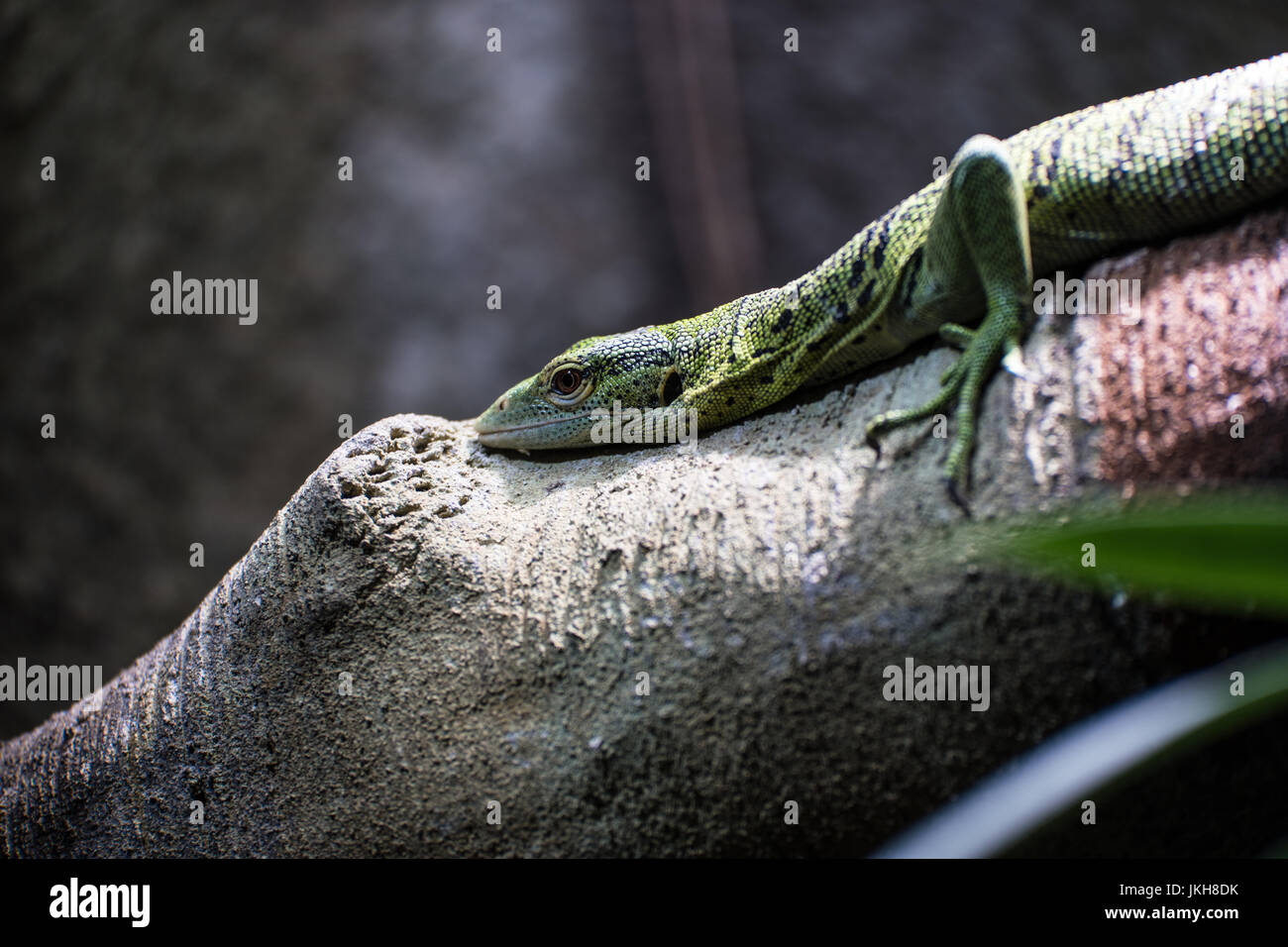 Lizard resting on a branch Stock Photo - Alamy