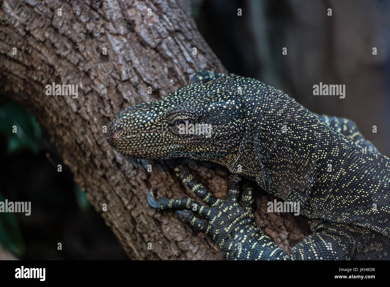 Lizard on branch hi-res stock photography and images - Alamy