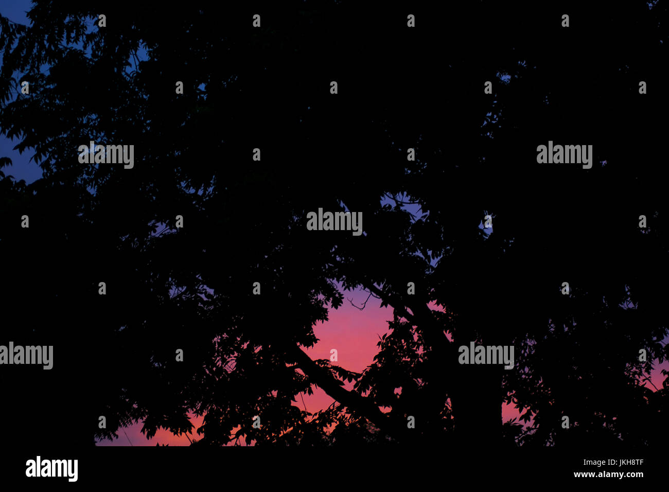 A beautiful Texas sunset through the trees Stock Photo - Alamy