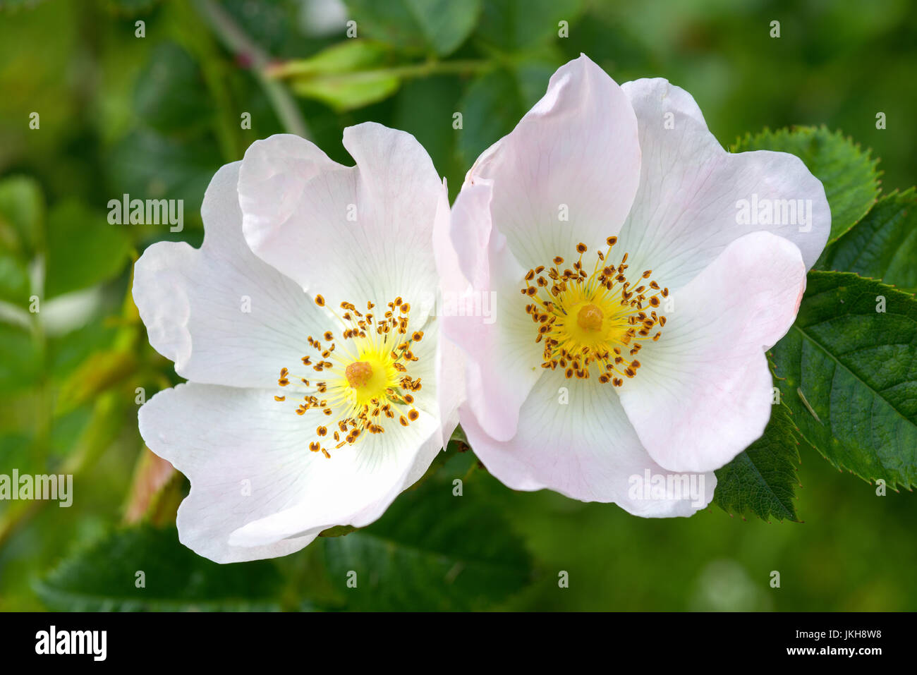 Dog Rose in Spring Stock Photo - Alamy