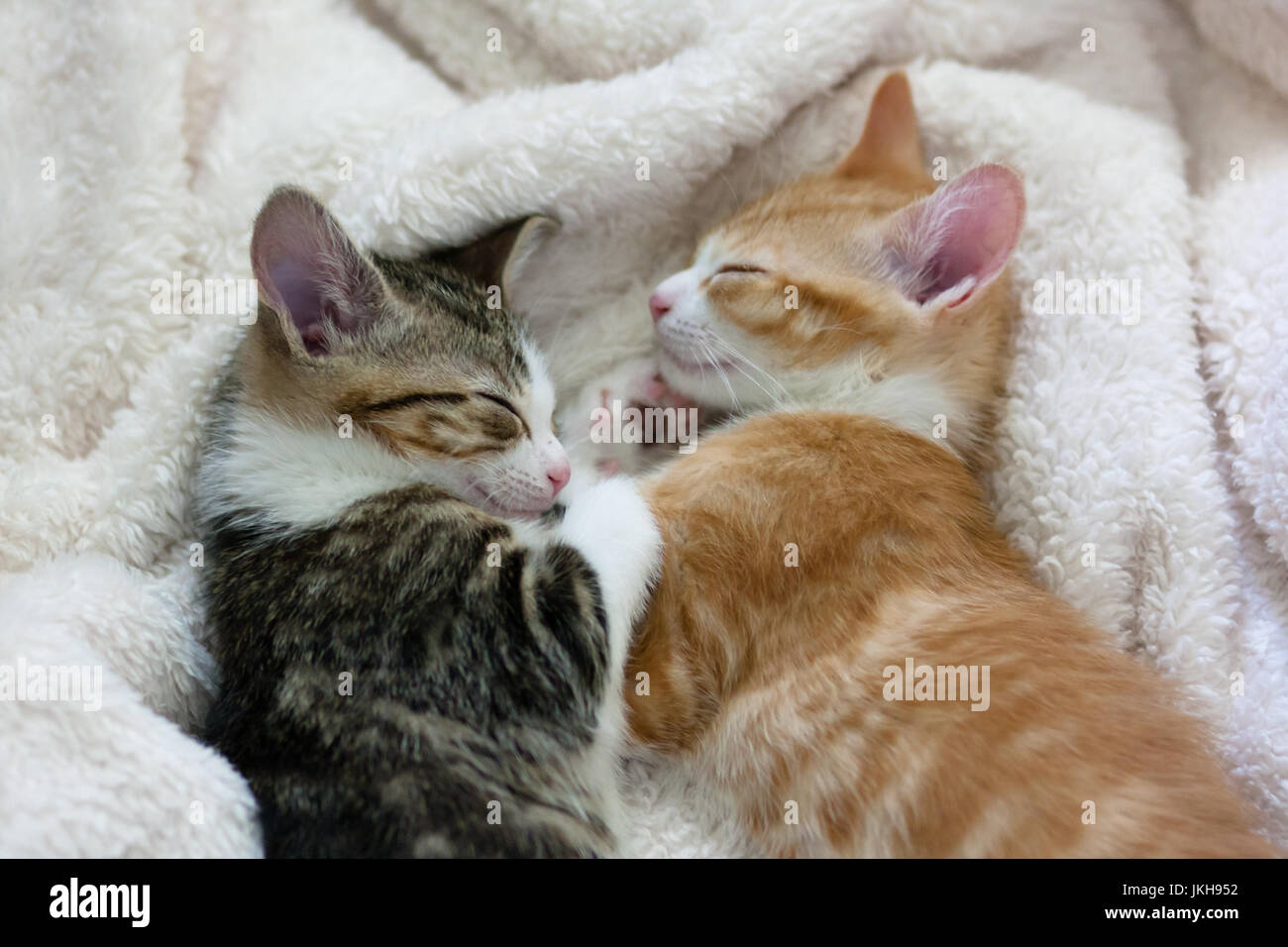 Two Cats Sleeping