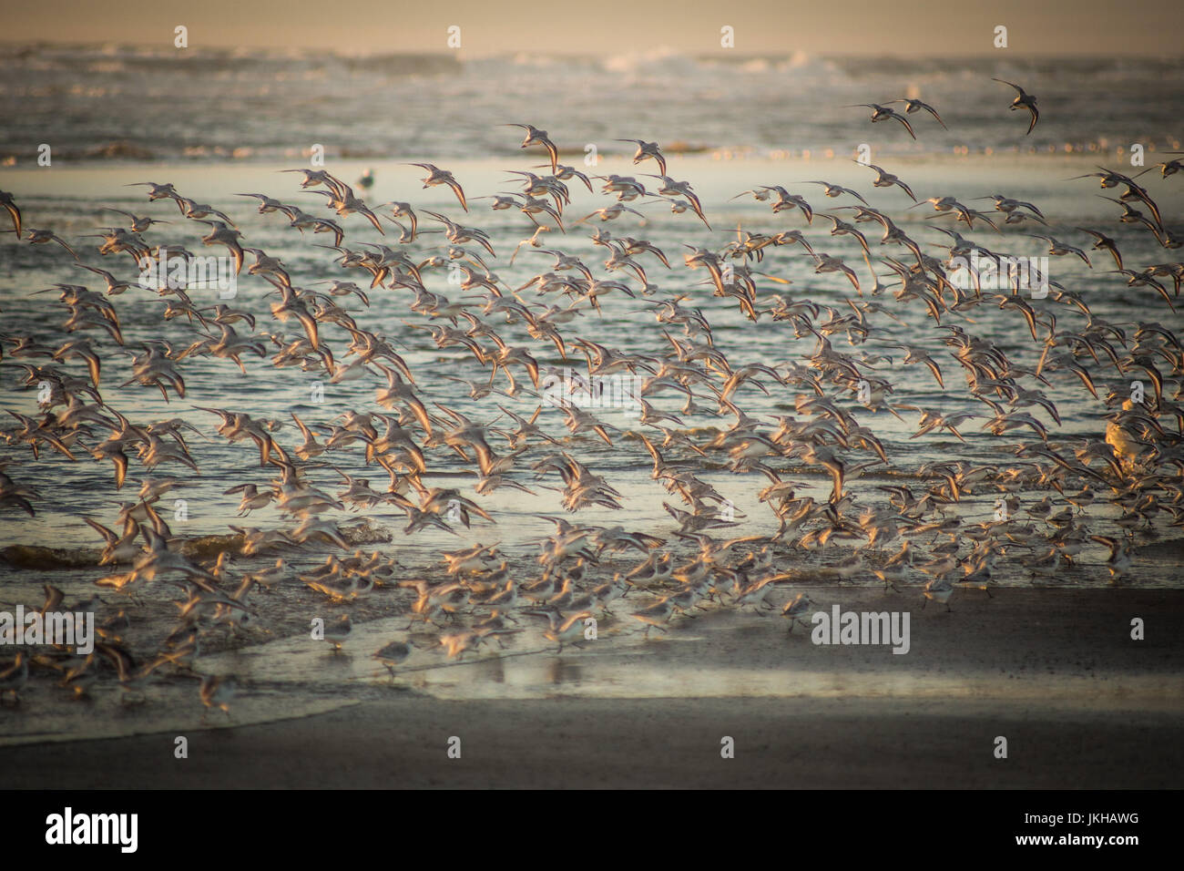 flock of shore birds taking flight Stock Photo - Alamy