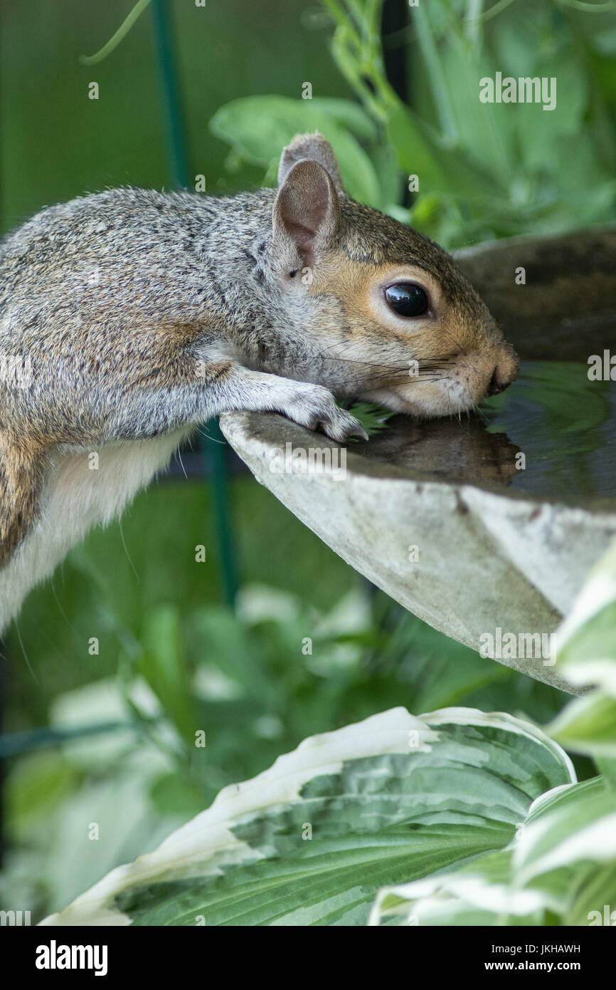 squirrel drinking from a bird bath Stock Photo - Alamy