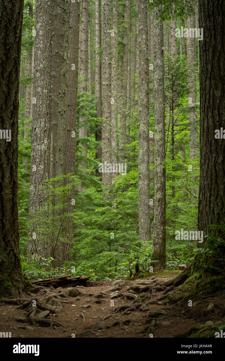 tall trees in pacific northwest forest Stock Photo - Alamy
