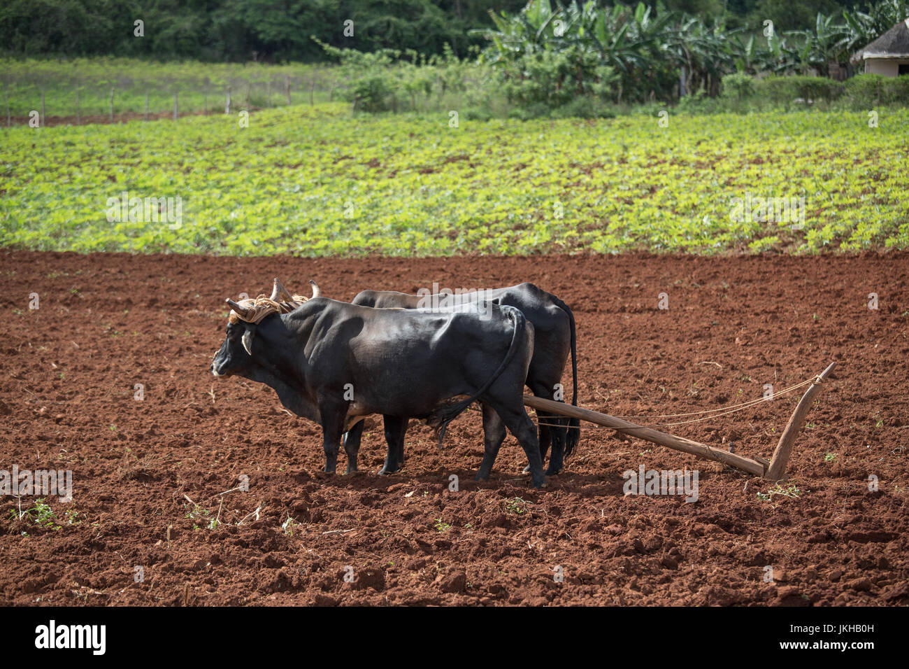 oxen plowing fields in vinales cuba Stock Photo - Alamy