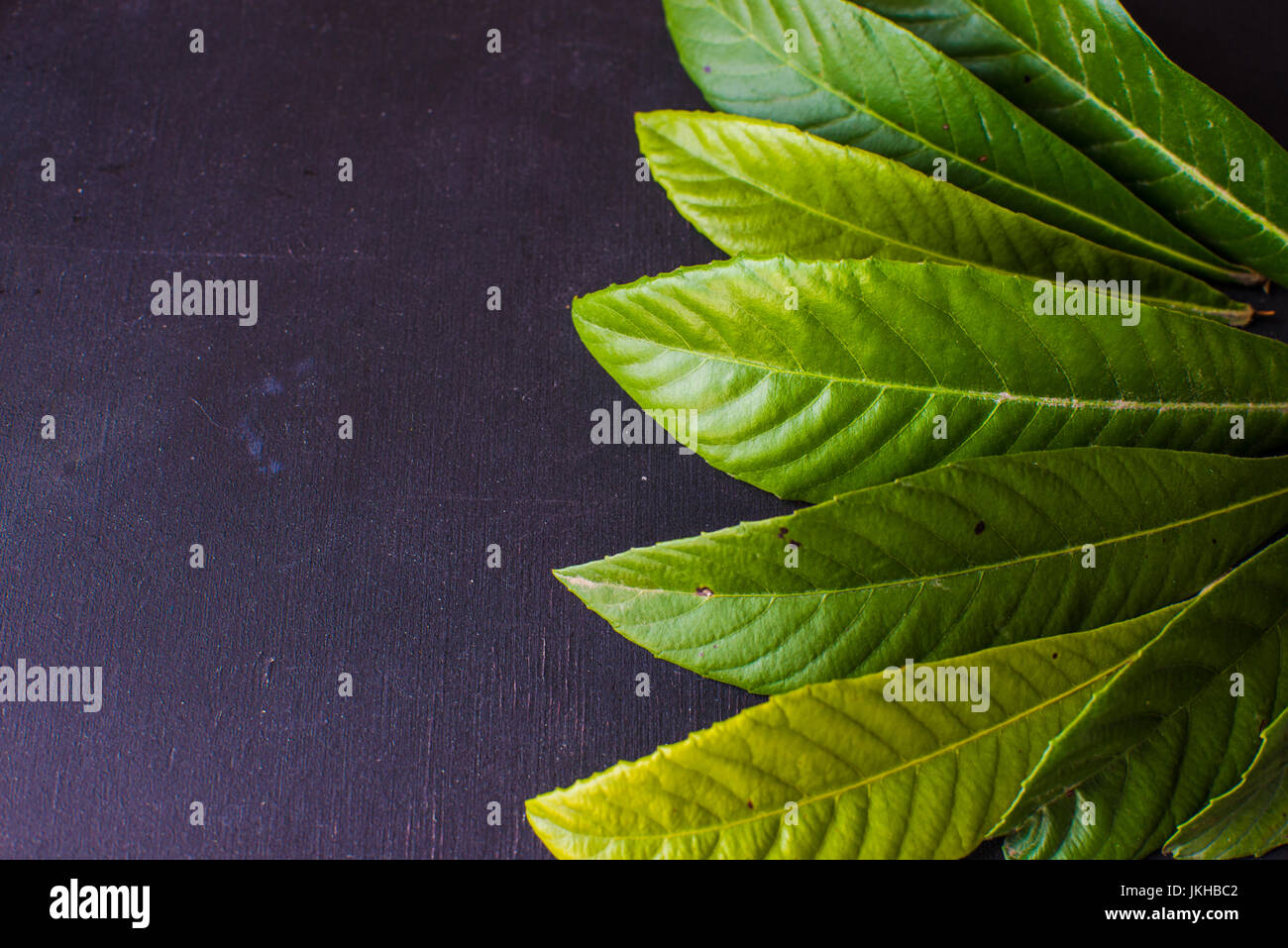 Bright green evergreen tree leaves on dark woode background as a green ...