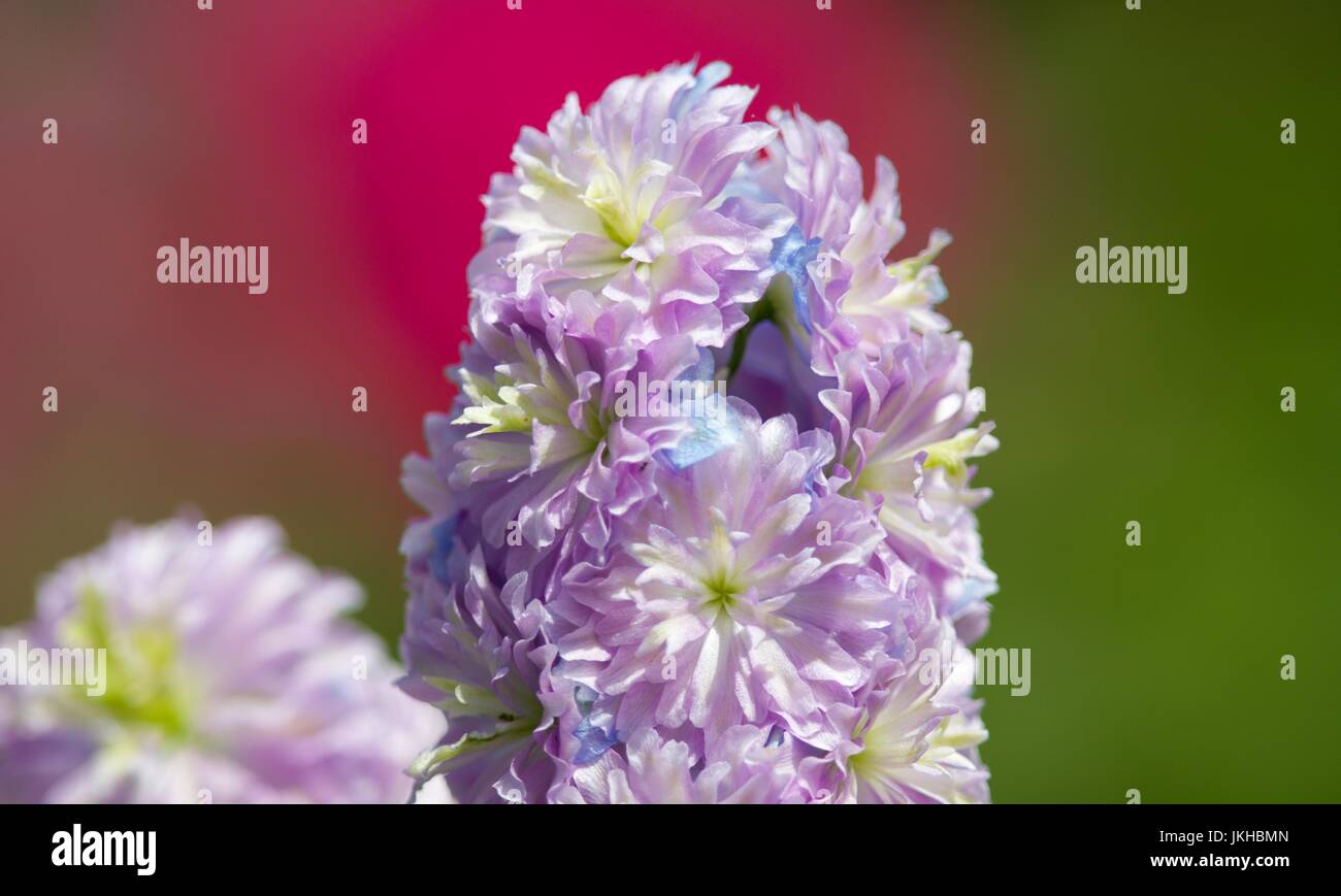 Highlander flowers hi-res stock photography and images - Alamy