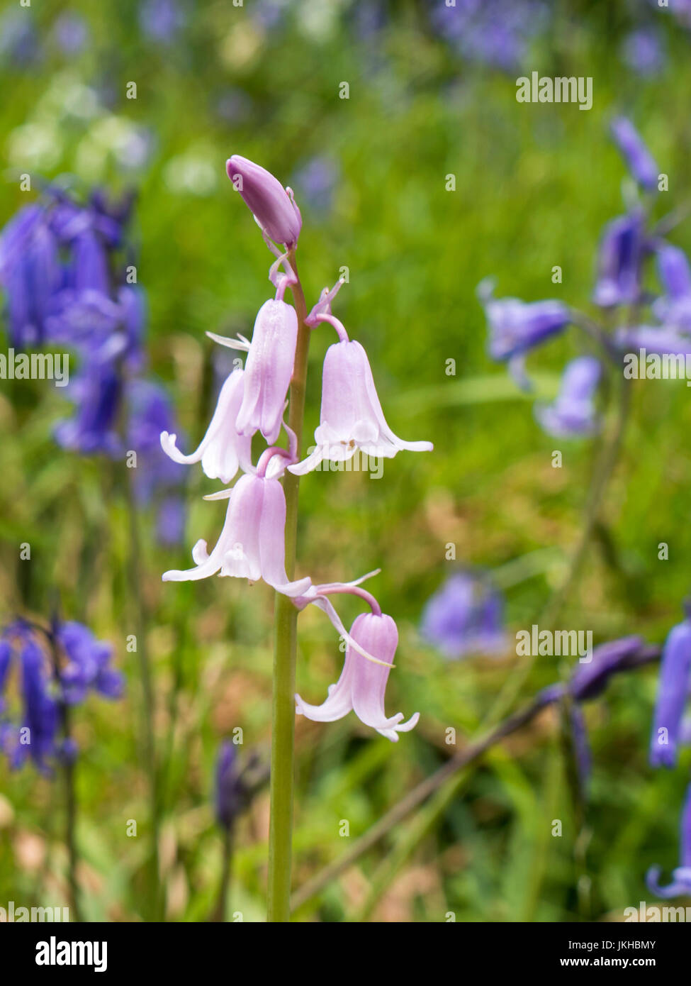 Multi coloured paviors Stock Photo - Alamy