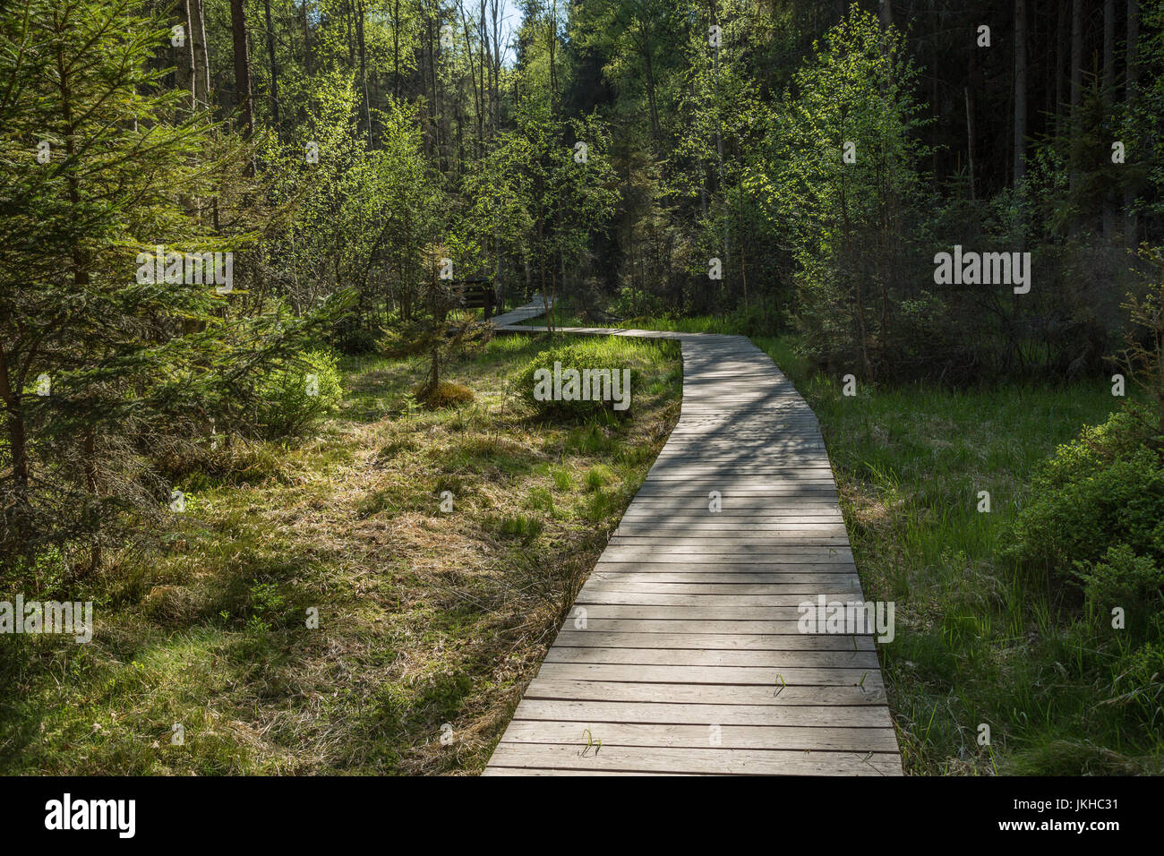 Forest Path in Bohemia Czech Republic Stock Photo - Alamy