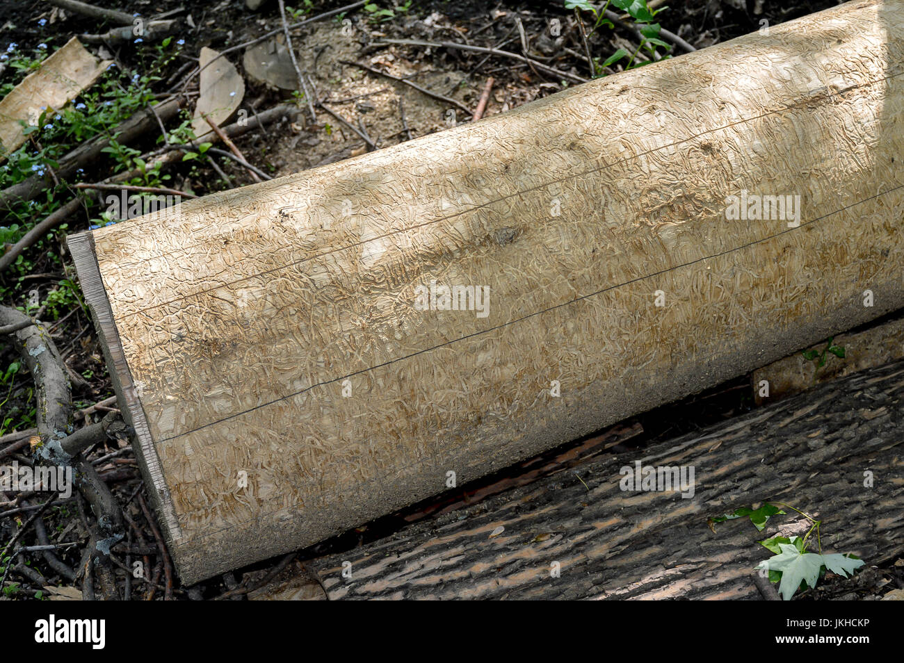 Surface of rotten wood with holes the made larvae of bugs Stock Photo ...